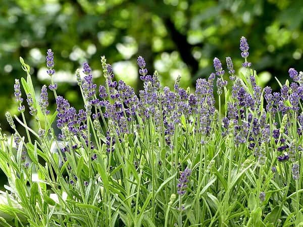 Perfect Guide To Lavender Tree Care | Plantly