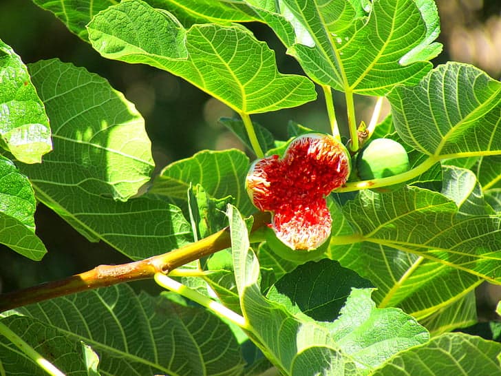 Figs Flower