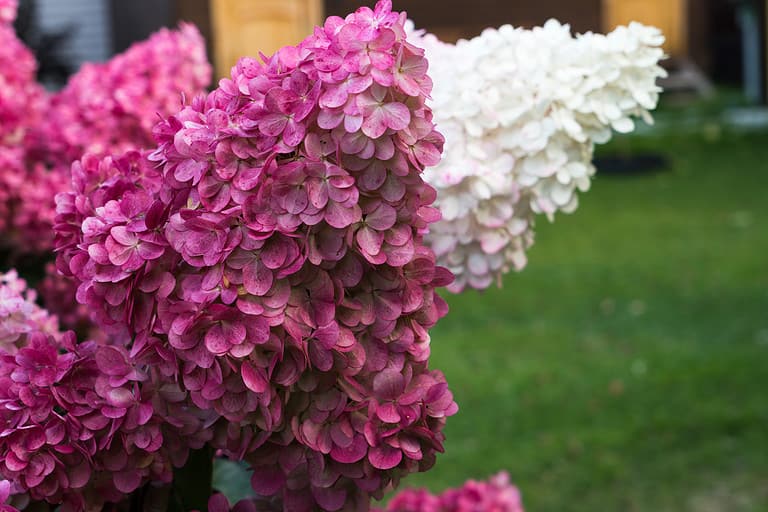 Firelight Hydrangea Care Guide | Plantly