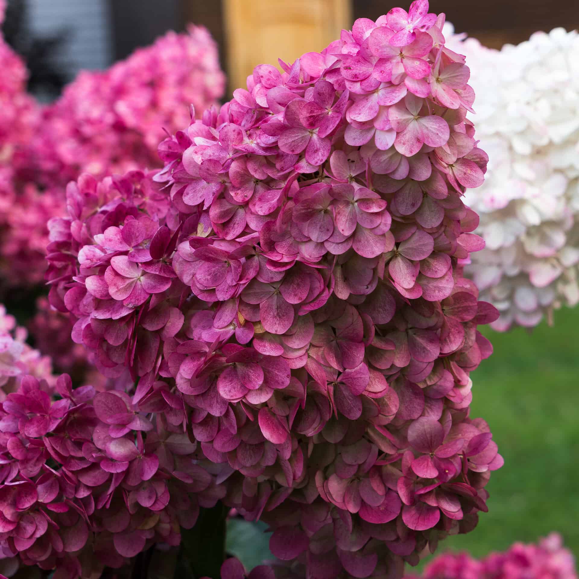 Firelight Hydrangea Care Guide | Plantly