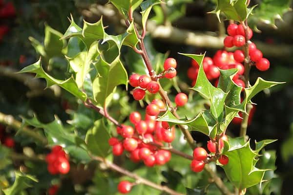 Needlepoint Holly "Ilex Cornuta" Care Guide | Plantly