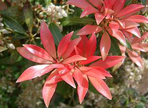 Japanese Andromeda Plant Care Guide | Plantly