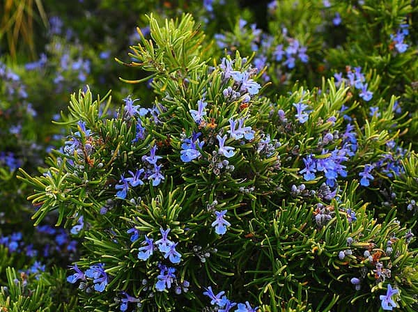 Tuscan Blue Rosemary Plant Care Guide | Plantly