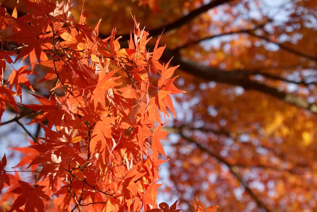 Red Dragon Japanese Maple Tree Care Guide | Plantly