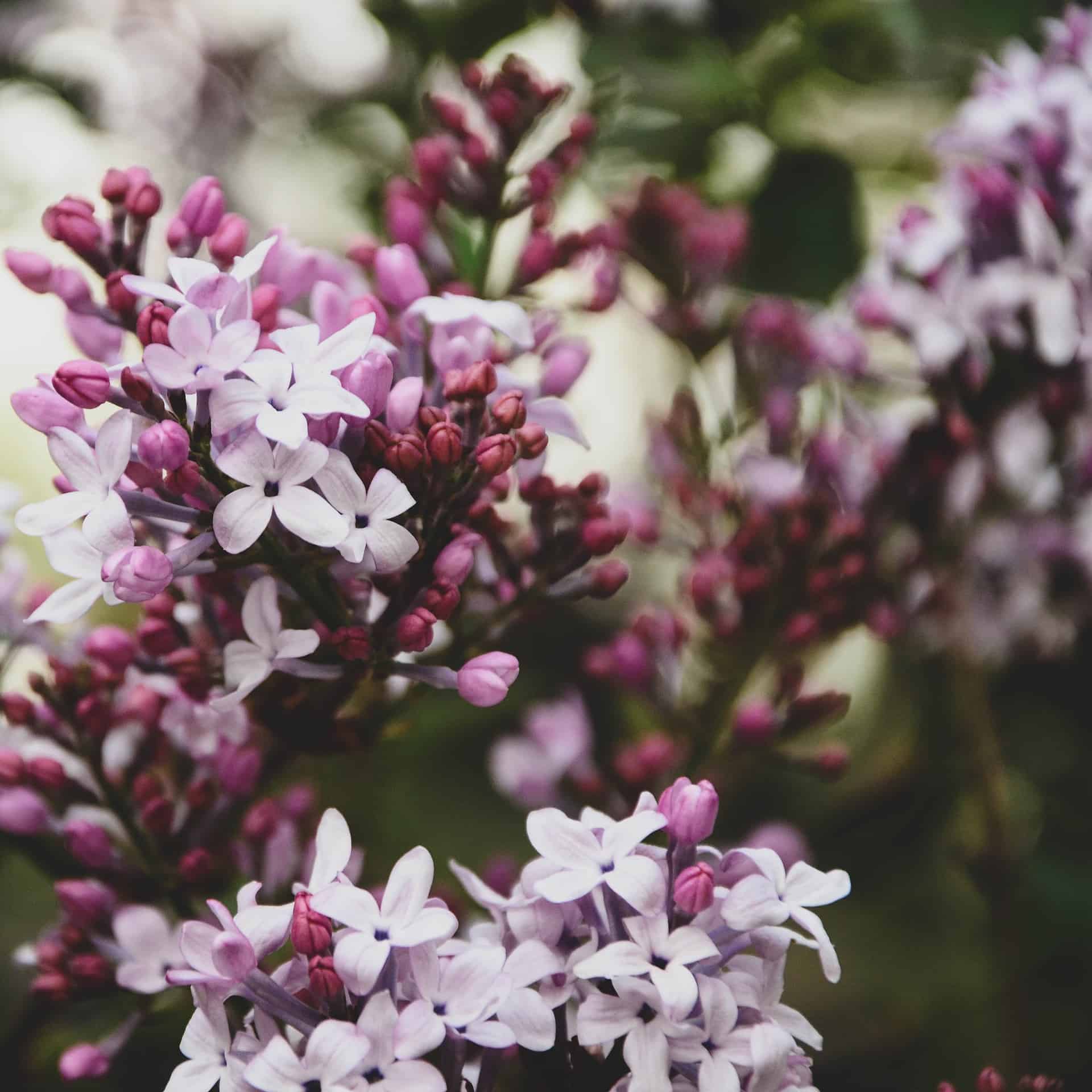 How To Grow Bloomerang Lilac Tree | Plantly