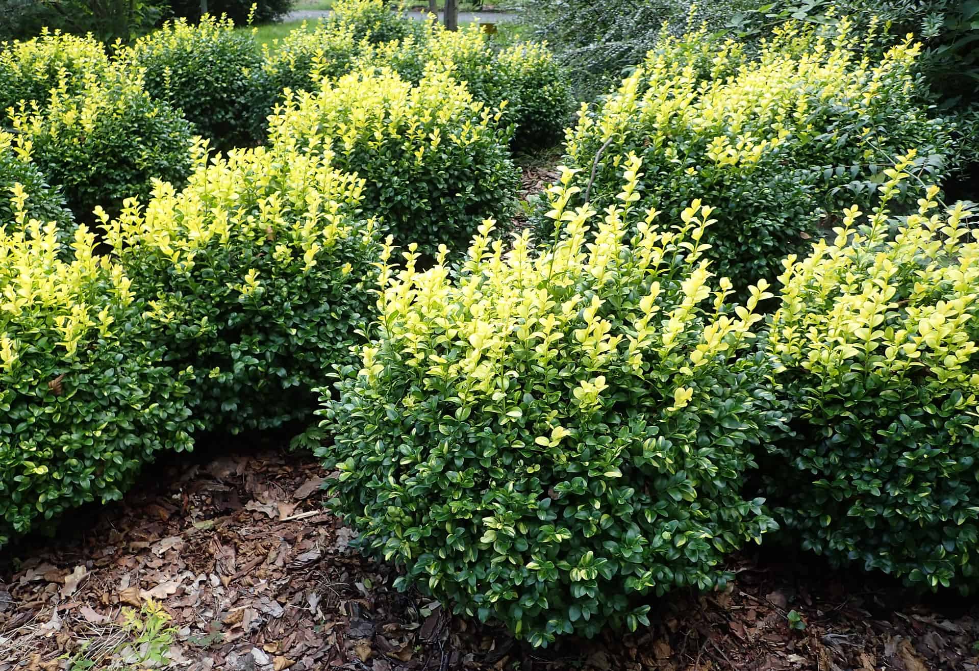 Perfect Guide To Care Dee Runk Boxwood | Plantly