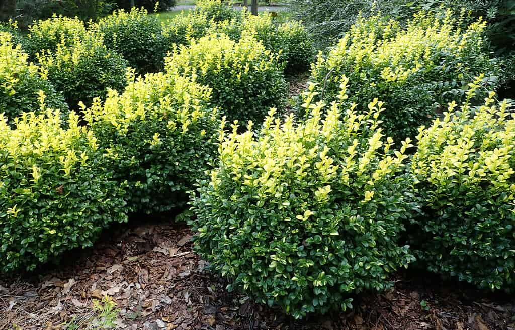 Perfect Guide To Care Dee Runk Boxwood | Plantly