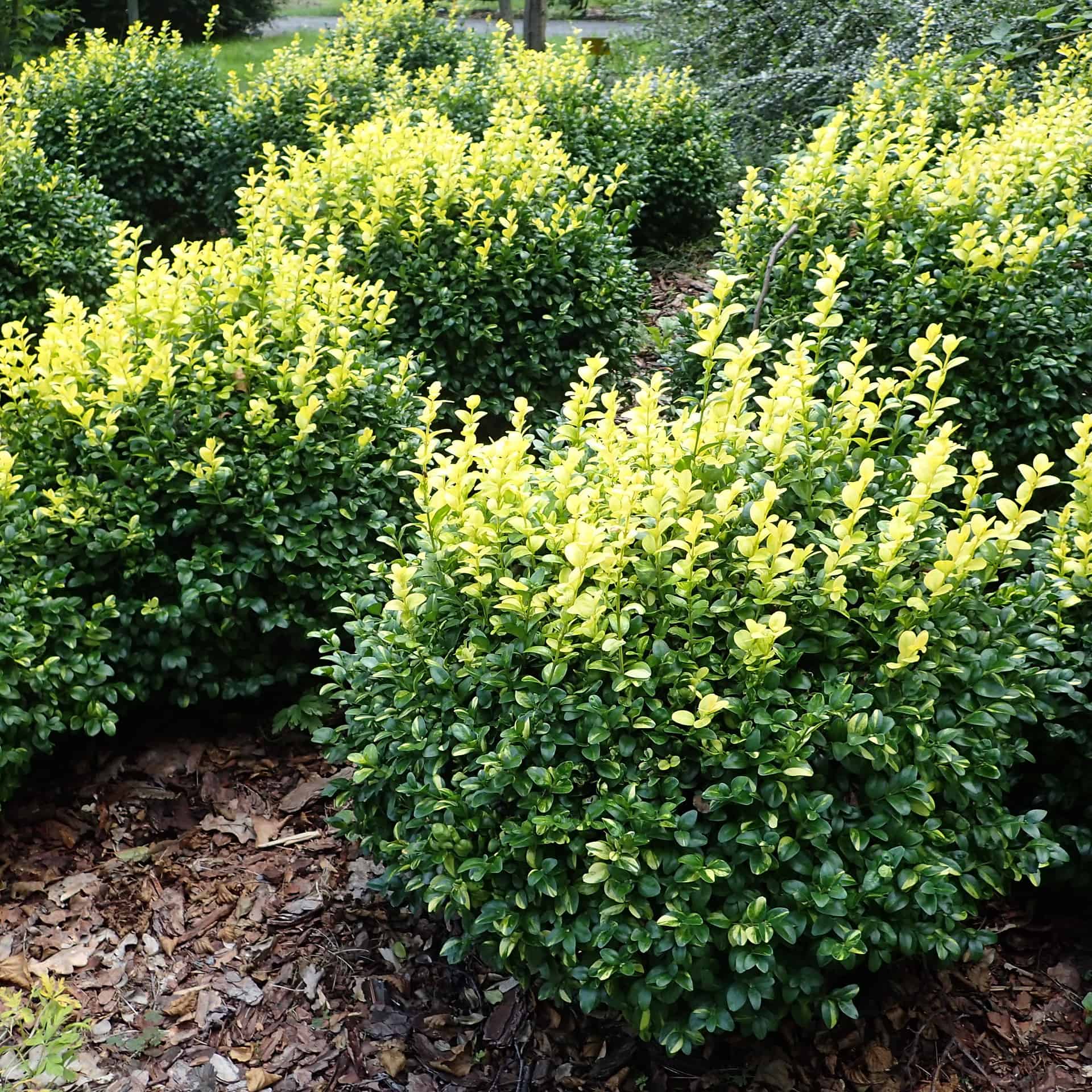 Perfect Guide To Care Dee Runk Boxwood | Plantly
