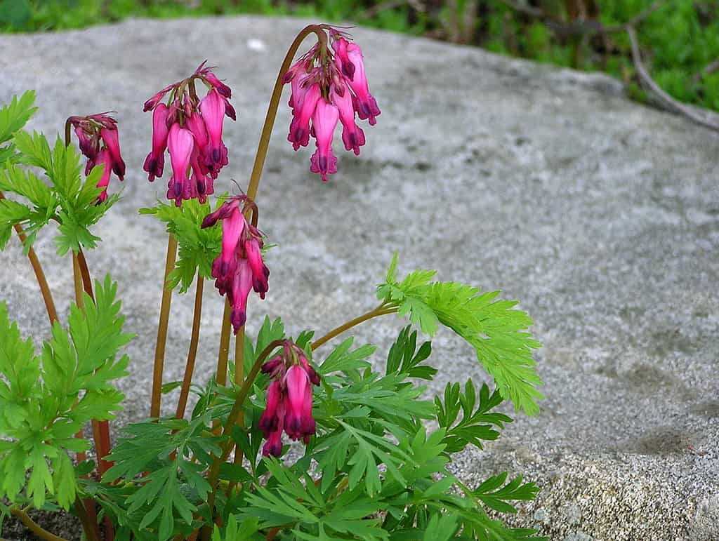 Popular Perennial Flowering Plants For Summer | Plantly