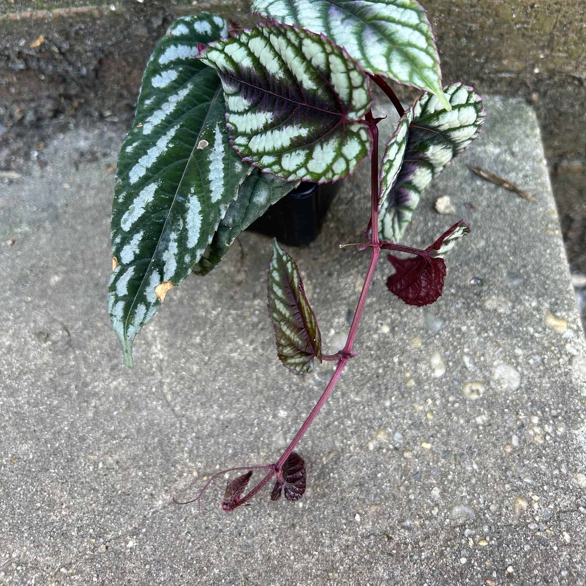 Cissus discolor --- Begonia vine | Plantly