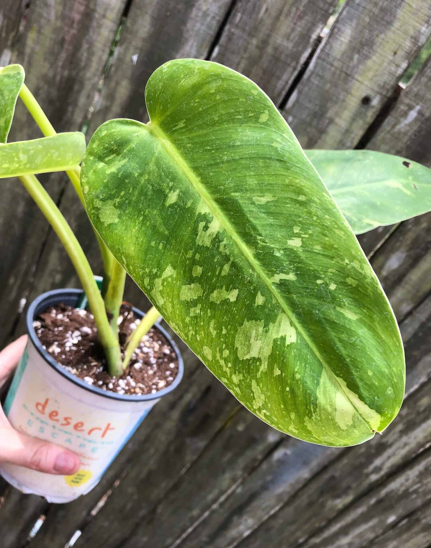 Philodendron Jose Bueno variegated houseplant in 5" pot | Plantly