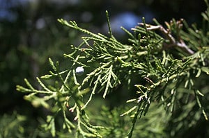 Moonglow Juniper Tree Care | Plantly