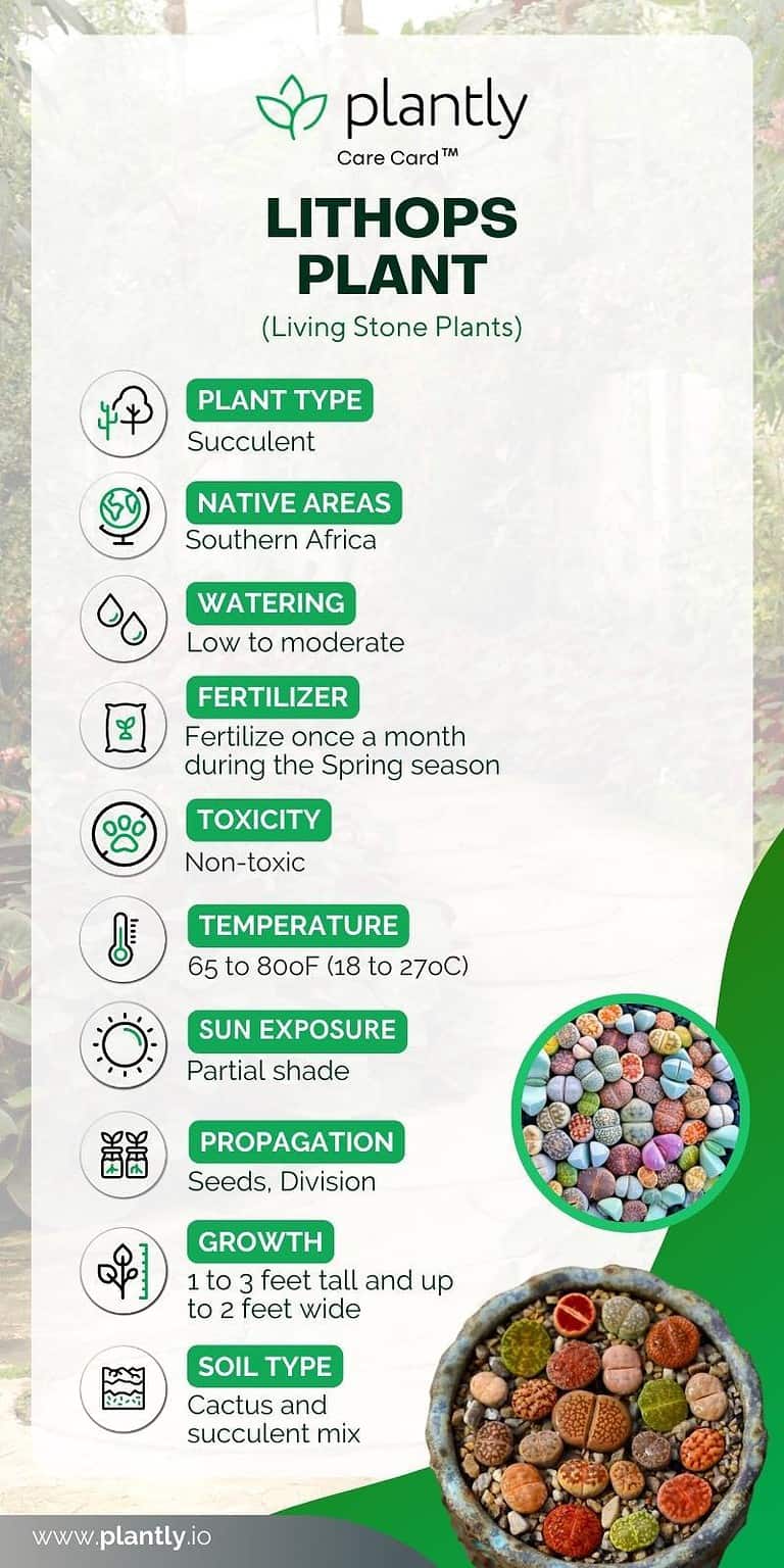 Lithops Plant Care: Living Stones Growing Guide | Plantly