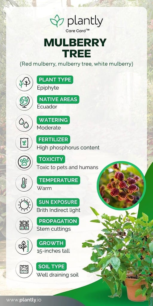 Mulberry Car Care at Clarence Valladares blog