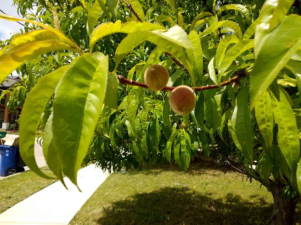 Everything You Need Know About Dwarf Peach Tree | Plantly