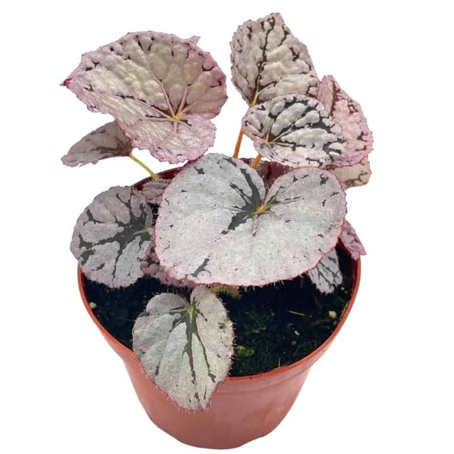 Silver Dollar Begonia Rex | 4 inch Painted-Leaf Begonia | Plantly