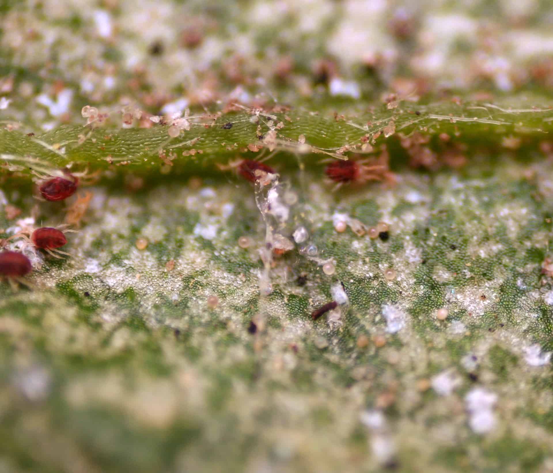 How To Get Rid of Spider Mites on Indoor Plants | Plantly