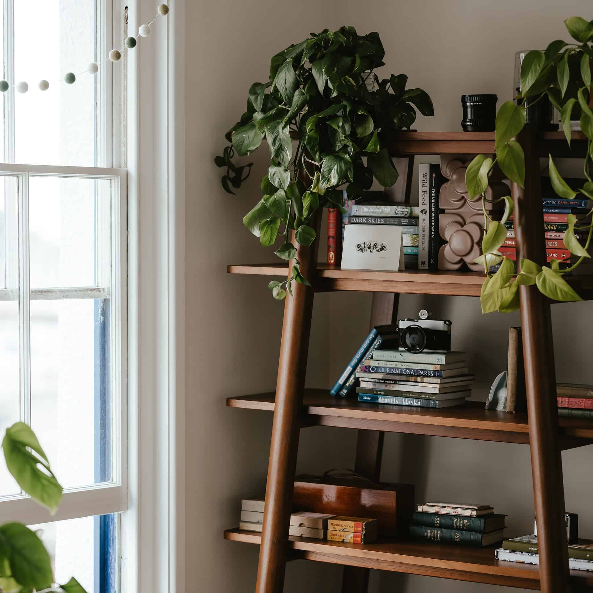 The Best Window Plant Shelf | Plantly