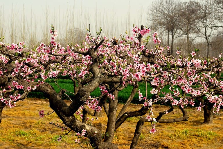 Everything to Know About Dwarf Peach Tree | Plantly