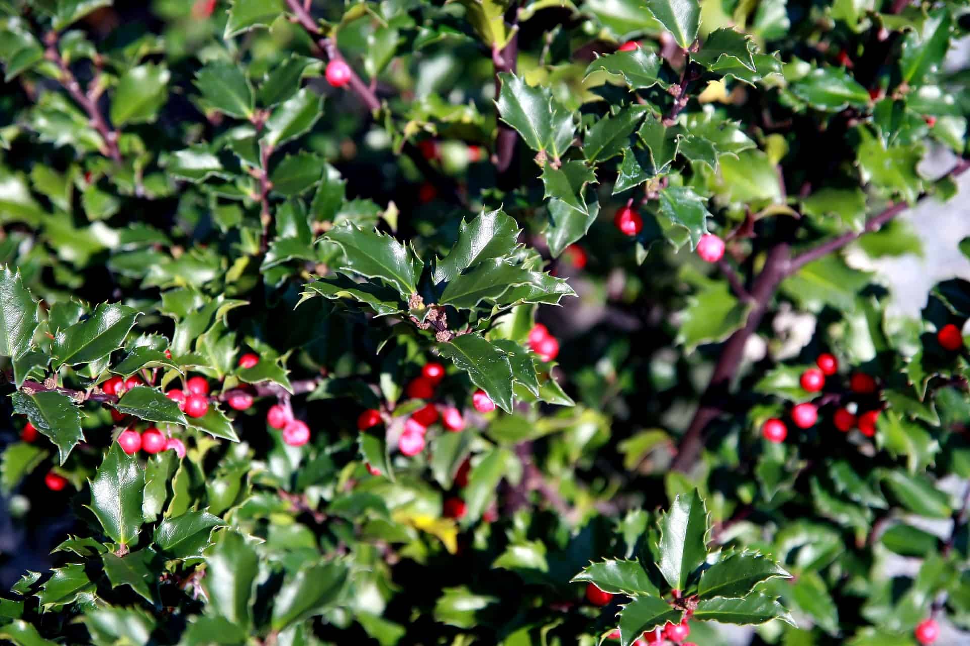 Blue Princess Holly Plant Care | Plantly