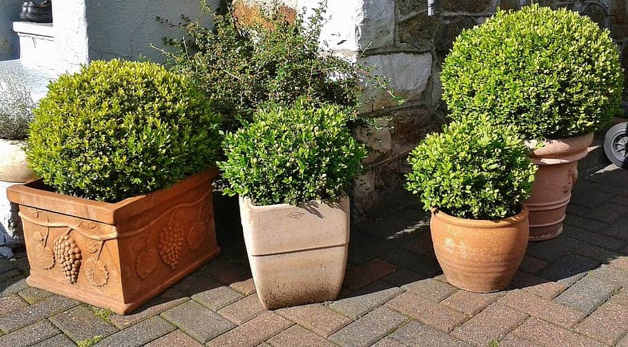 Perfect Guide To Care Dee Runk Boxwood | Plantly