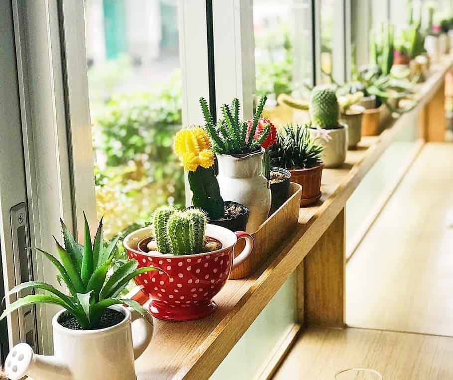 The Best Window Plant Shelf | Plantly