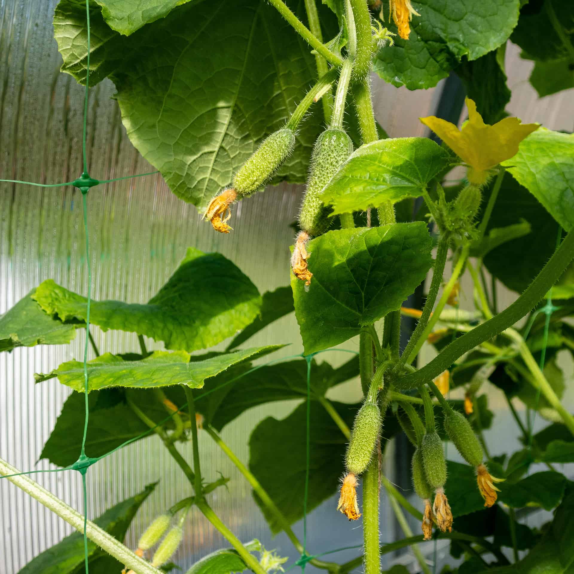 Expert Tips To Grow Cucumbers on Trellis | Plantly