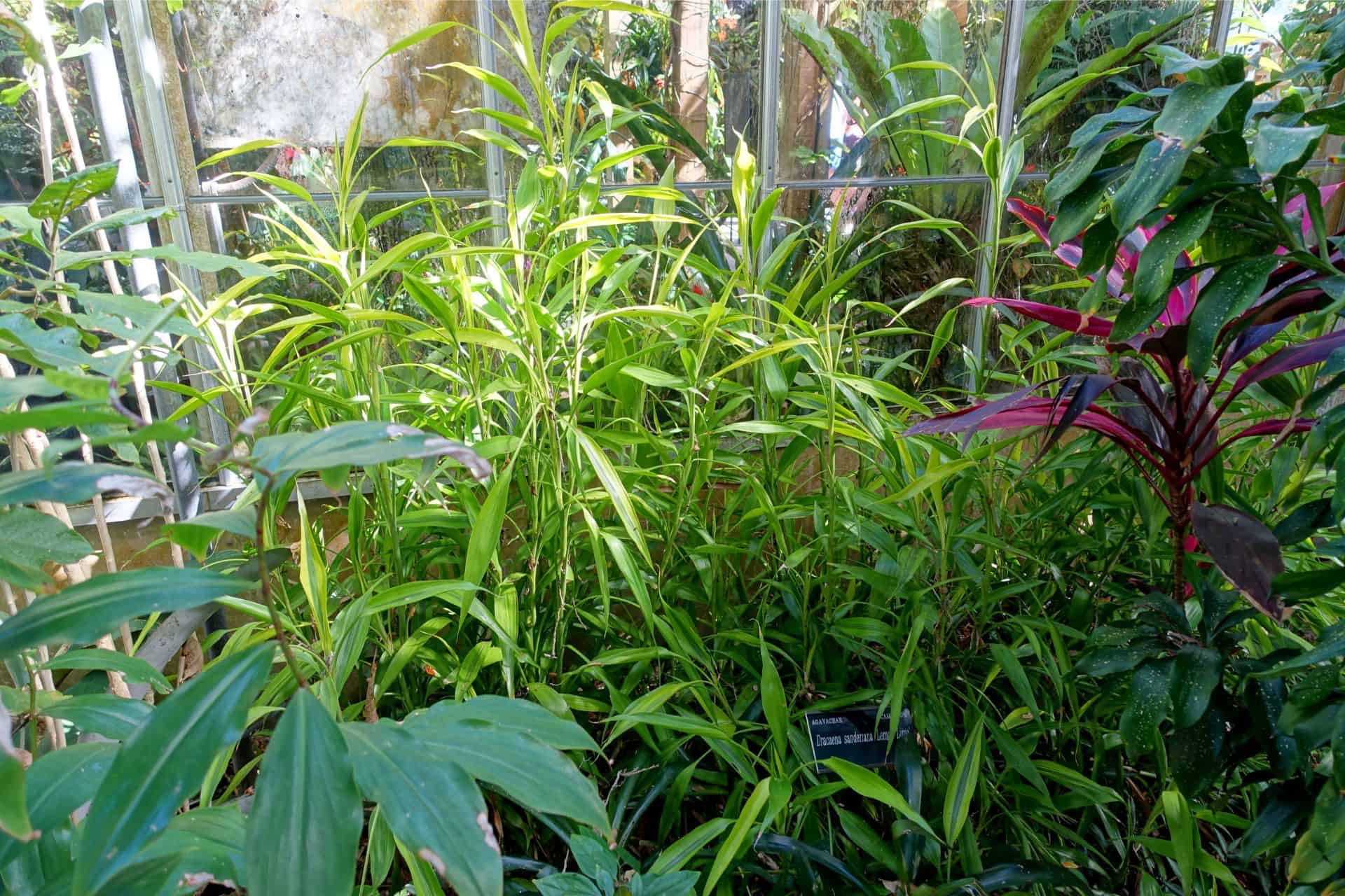 How to Grow Lucky Bamboo in Soil | Plantly