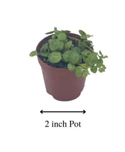 String of Turtles | Peperomia Prostrata In 2 Inch Pot | Plantly