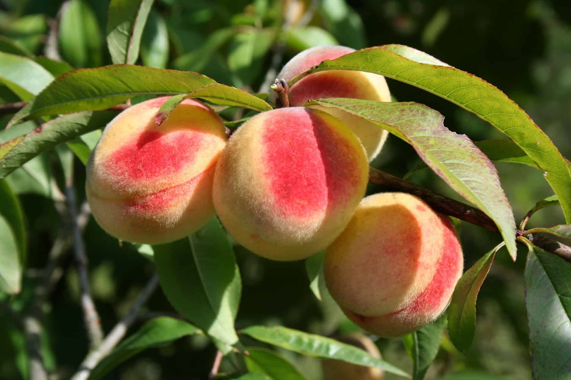 Everything You Need Know About Dwarf Peach Tree | Plantly