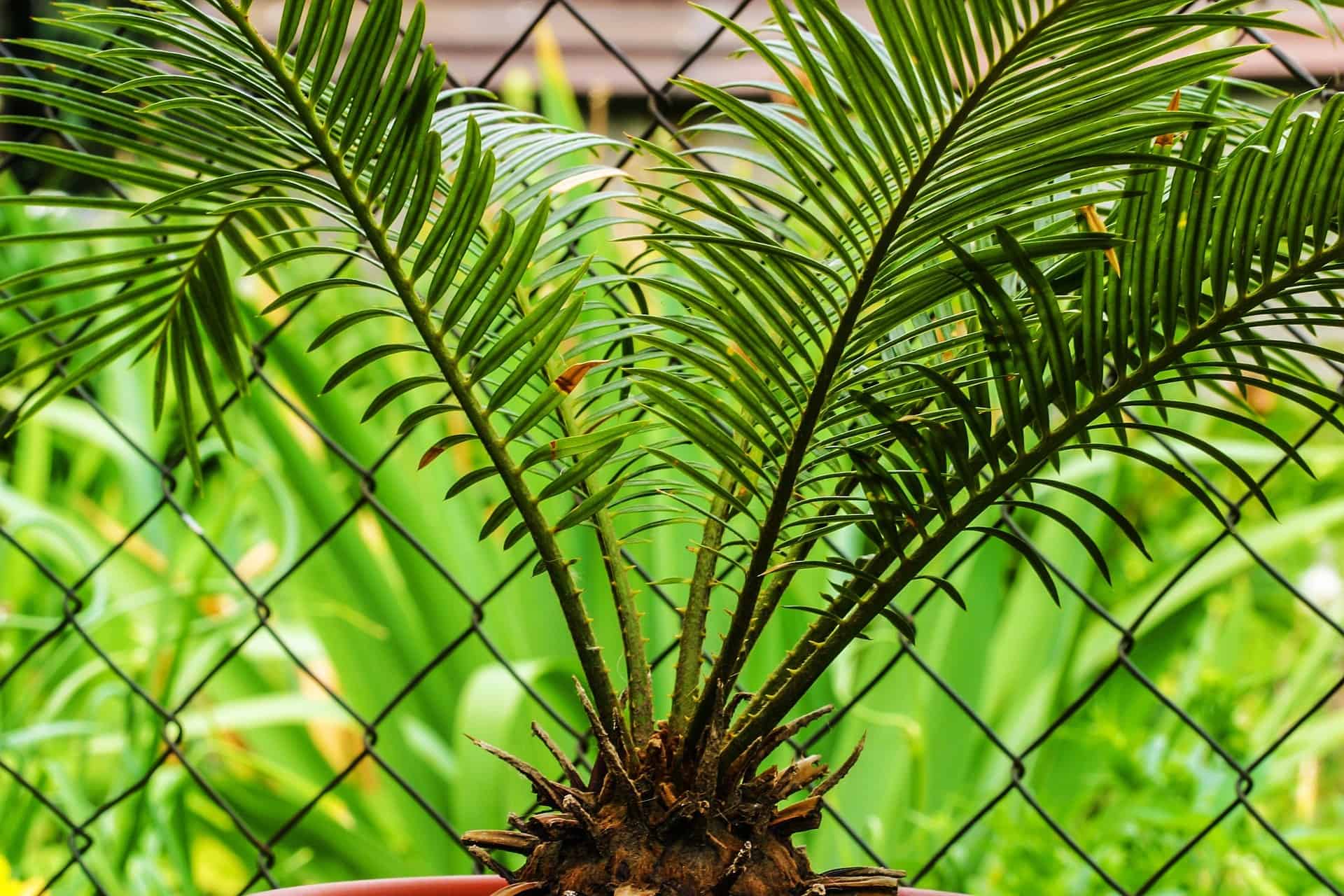 Expert Tips to Grow and Care for Sago Palm Tree | Plantly