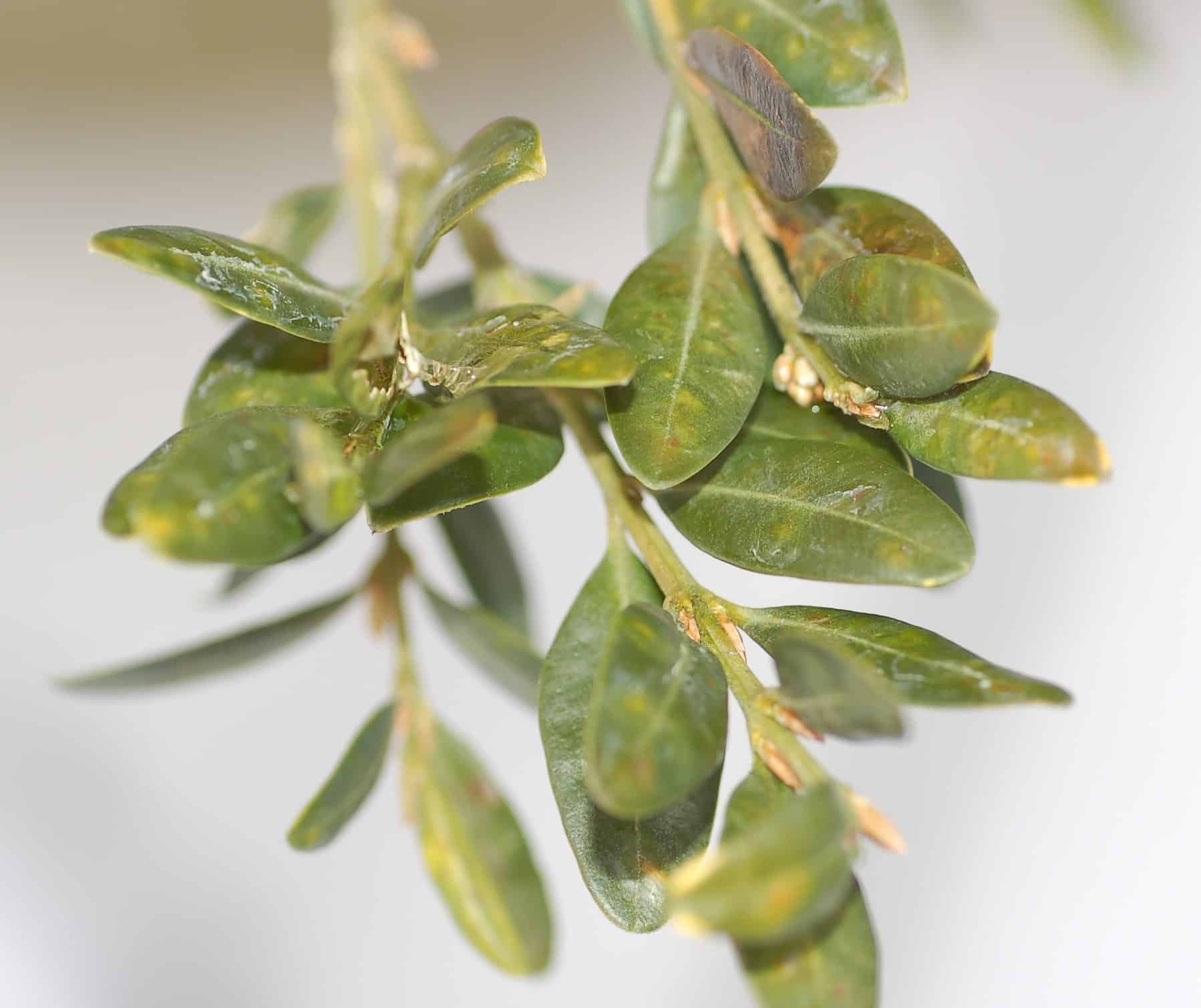 Perfect Guide To Care Dee Runk Boxwood | Plantly