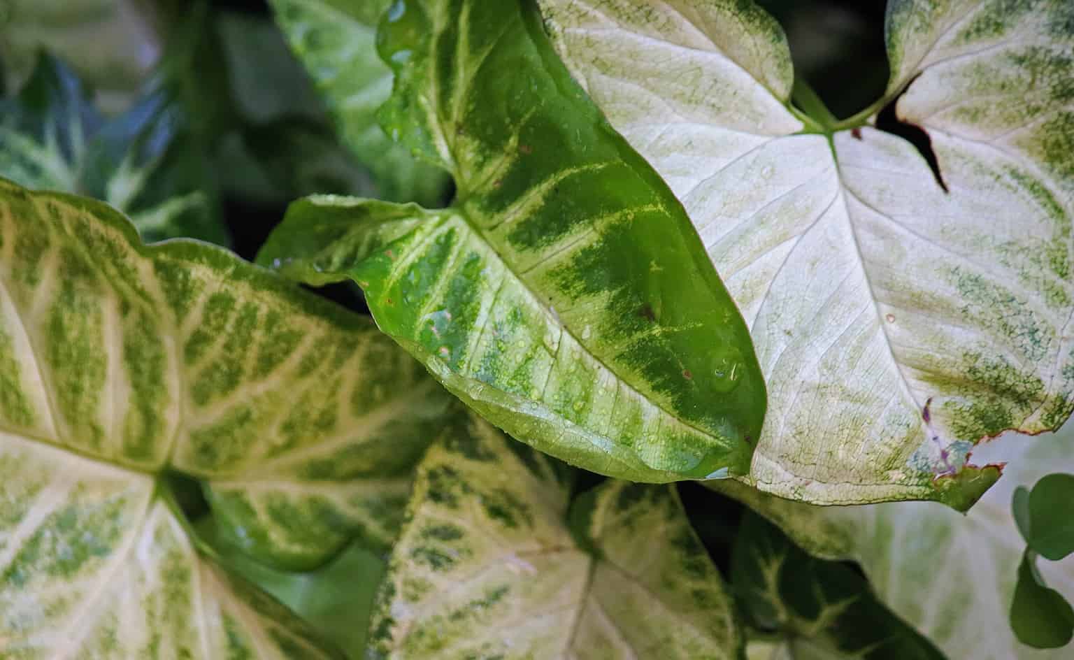 22 Gorgeous Indoor Vining Plants For Your Home | Plantly