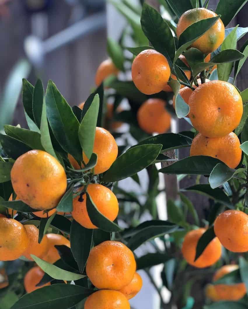 On Sale | Kishu Mandarin Grafted Tree | Plantly