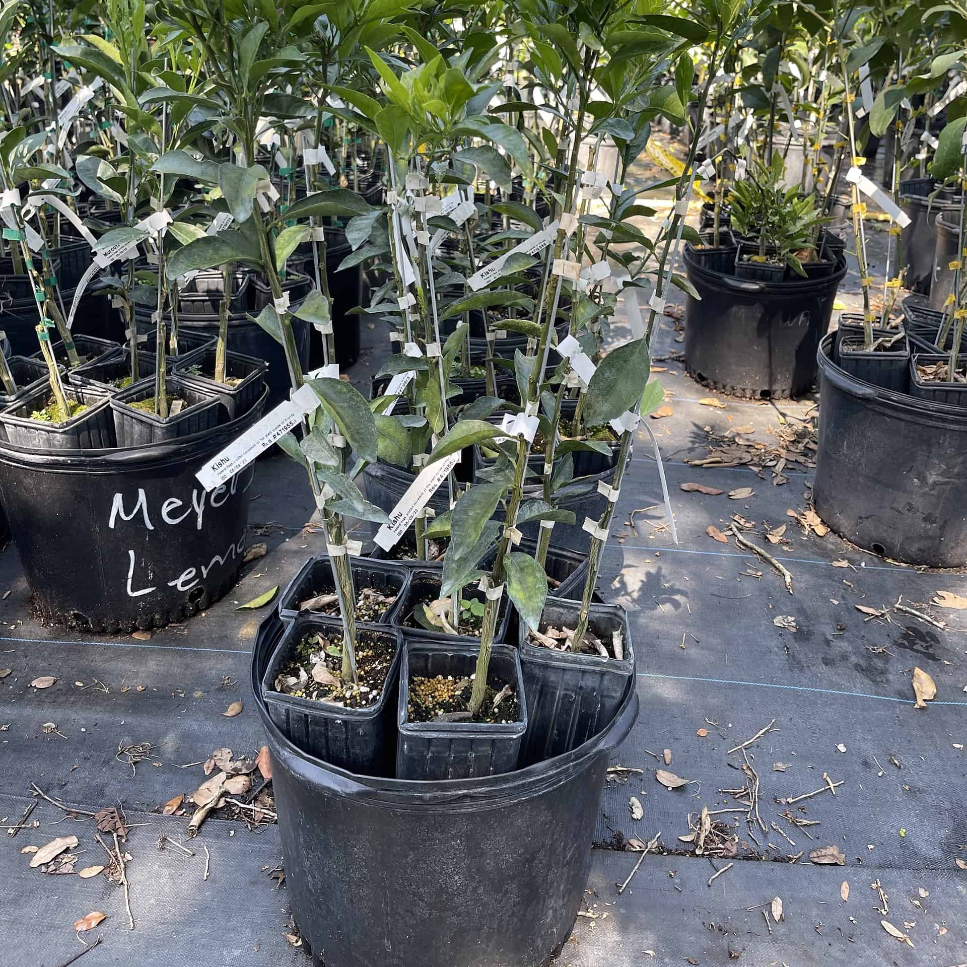 On Sale | Kishu Mandarin Grafted Tree | Plantly