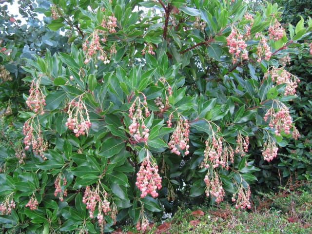 Arbutus Marina Tree Care | Plantly