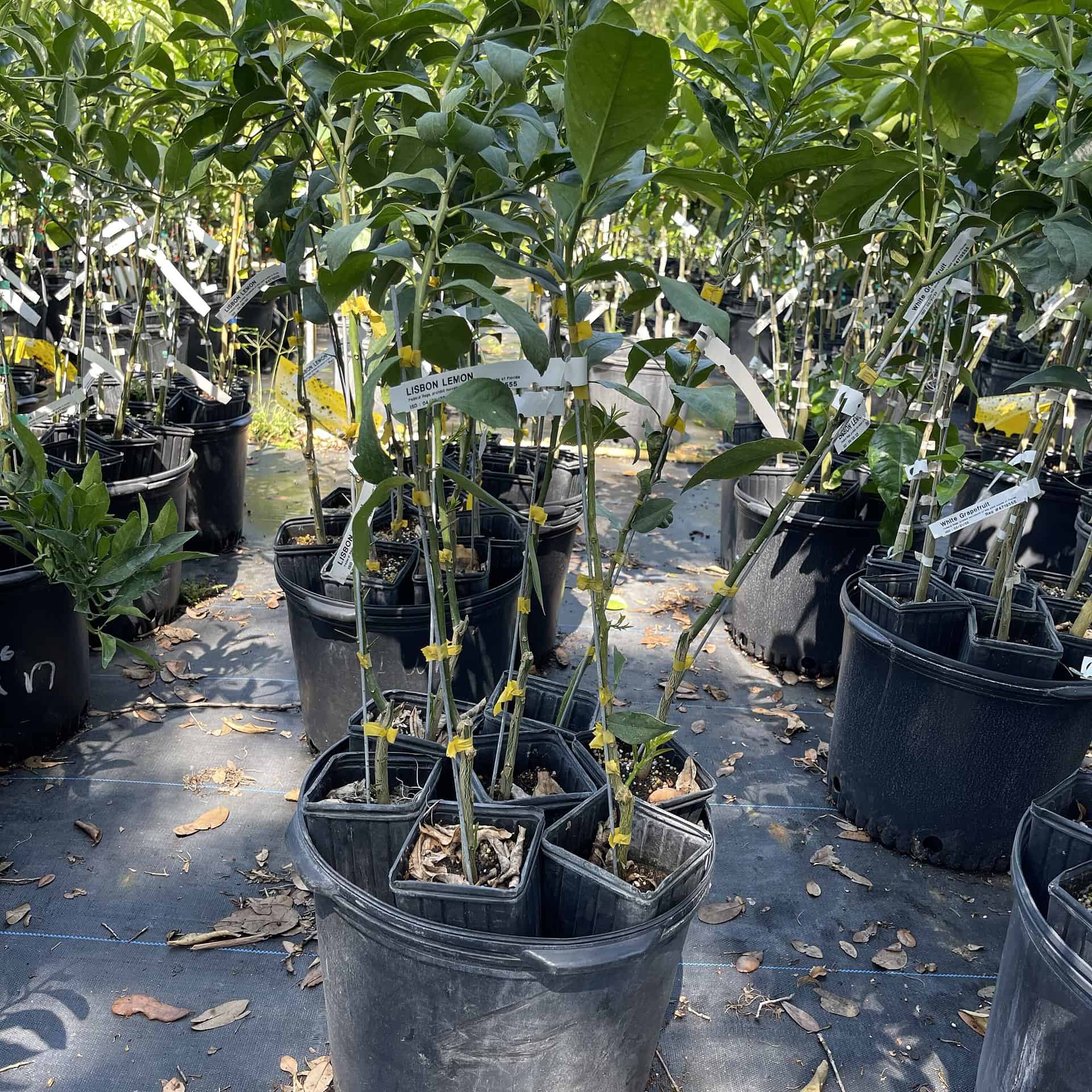 Buy Now | Lisbon Lemon Grafted Tree | Plantly