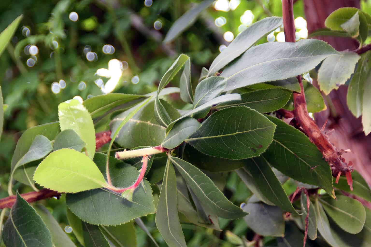 Arbutus Marina Tree Care | Plantly