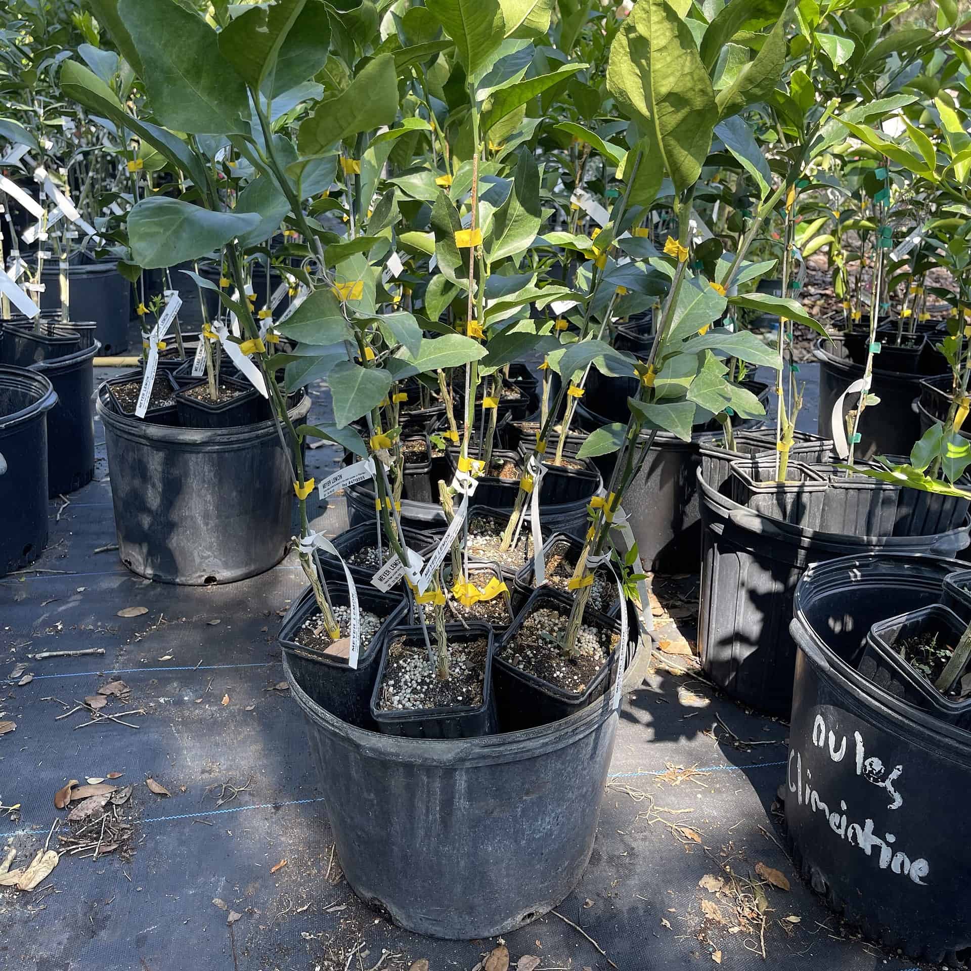On Sale | Meyers Lemon Grafted Citrus Tree | Plantly