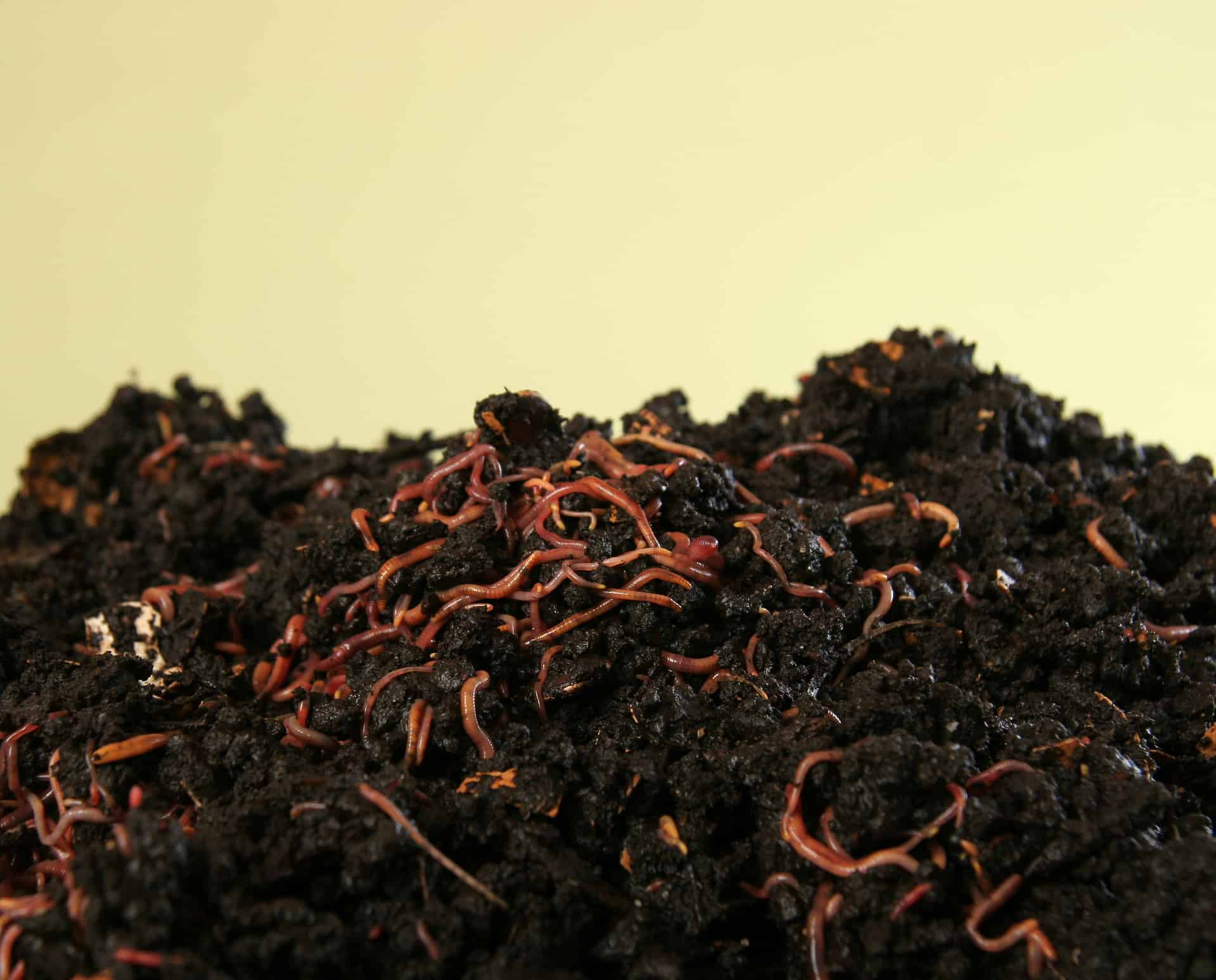 Worm Casting: How To Make And How To Use | Plantly