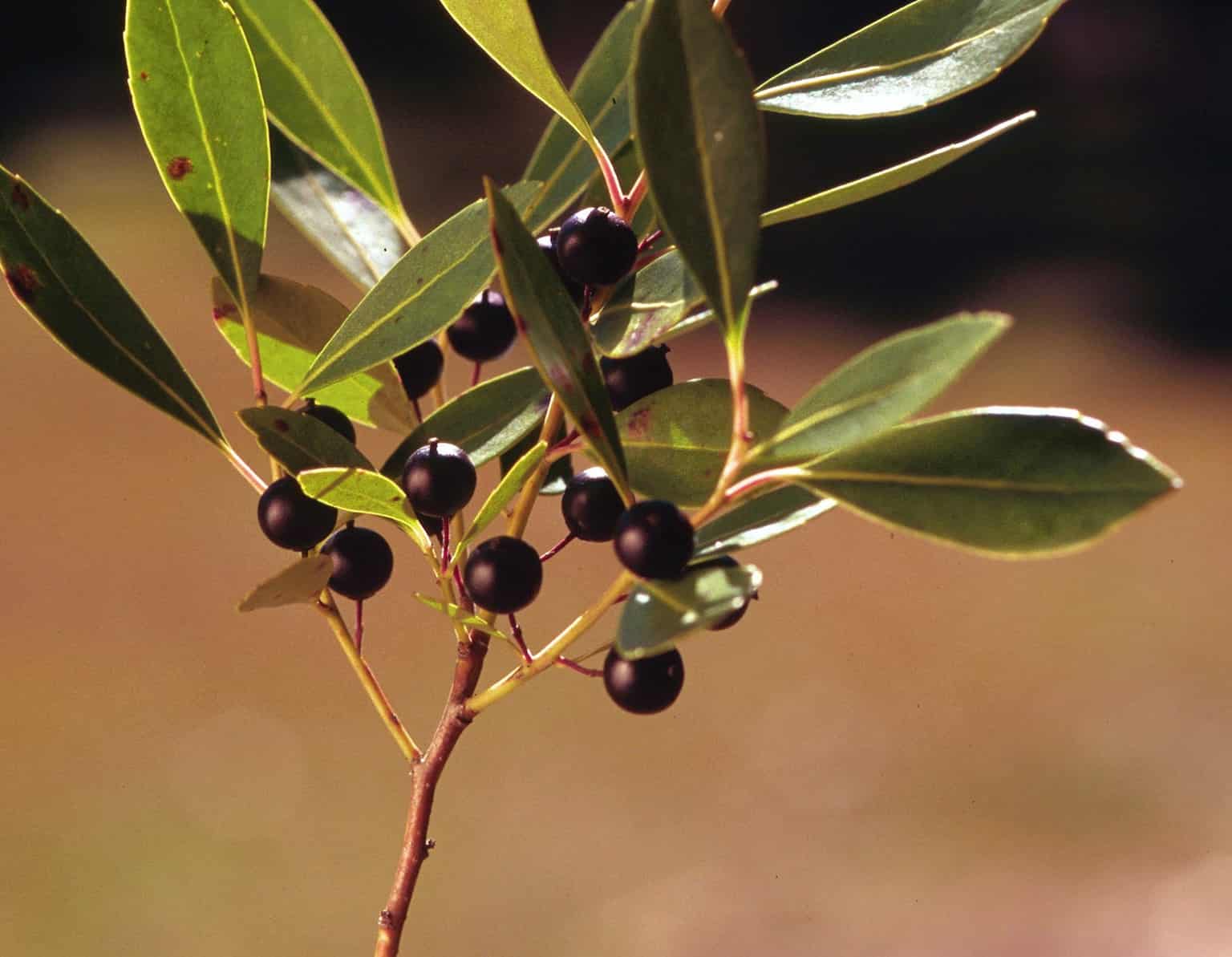 Inkberry Holly Care Guide | Plantly