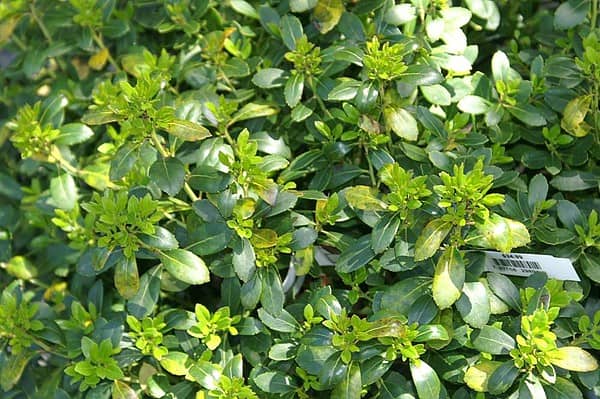 Inkberry Holly Care Guide | Plantly