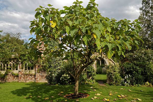 Royal Empress Tree Care Guide | Plantly