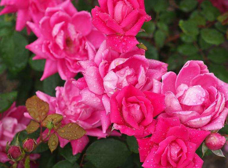 Double Knockout Roses Plant Care Guide | Plantly