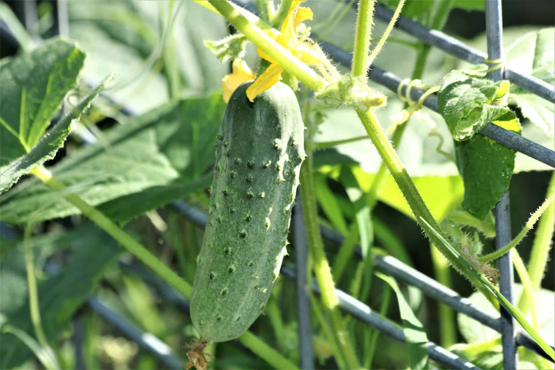 Creeper Plants Cucumber