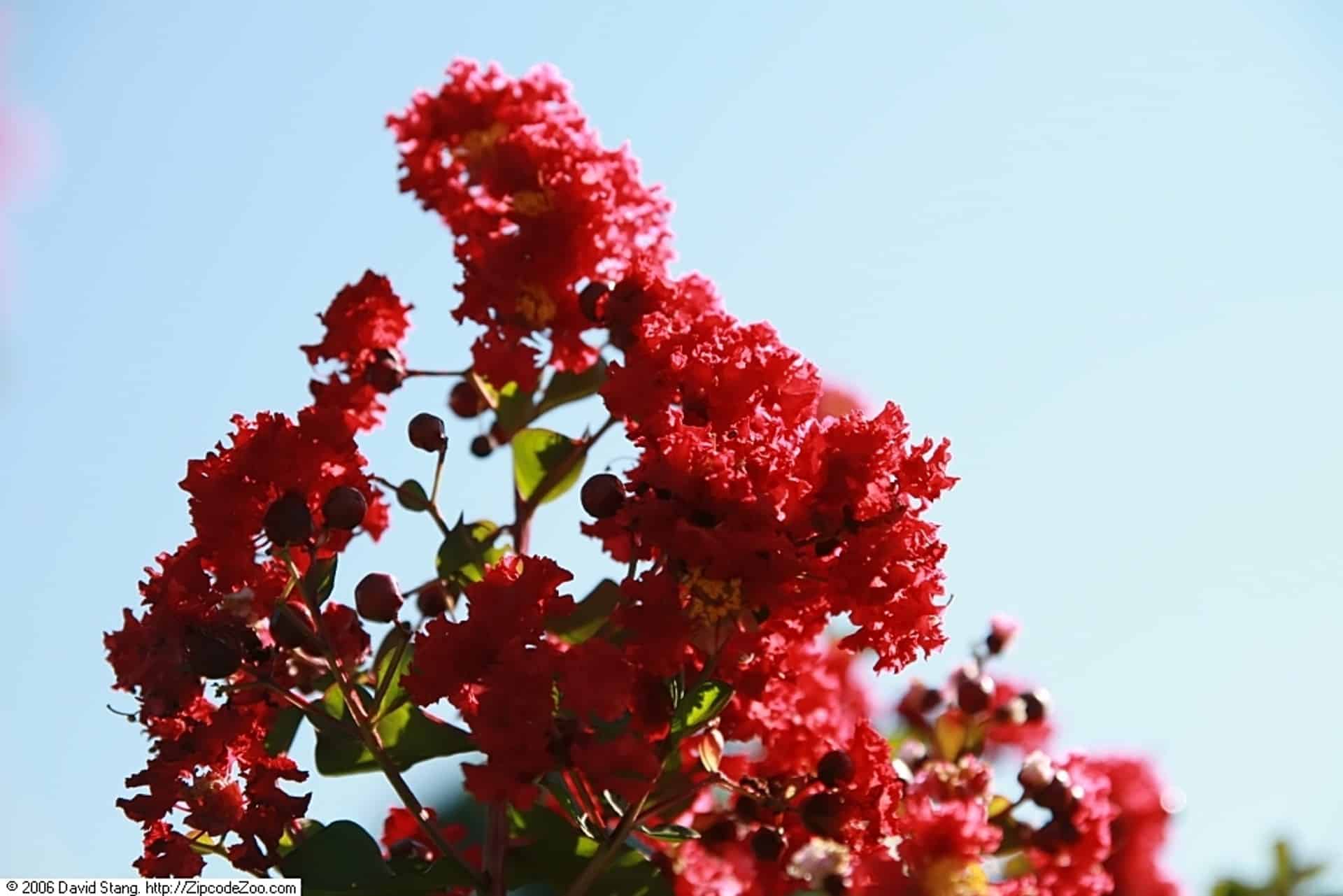 Crepe Myrtle Trees Red Heart