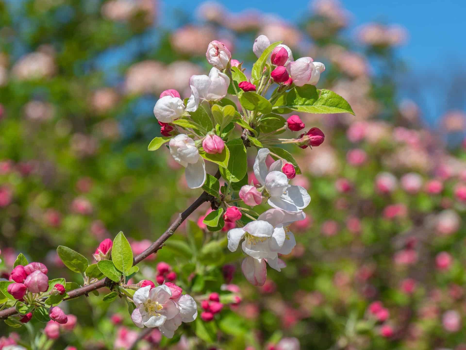 Best Small Flowering Trees For Your Garden | Plantly