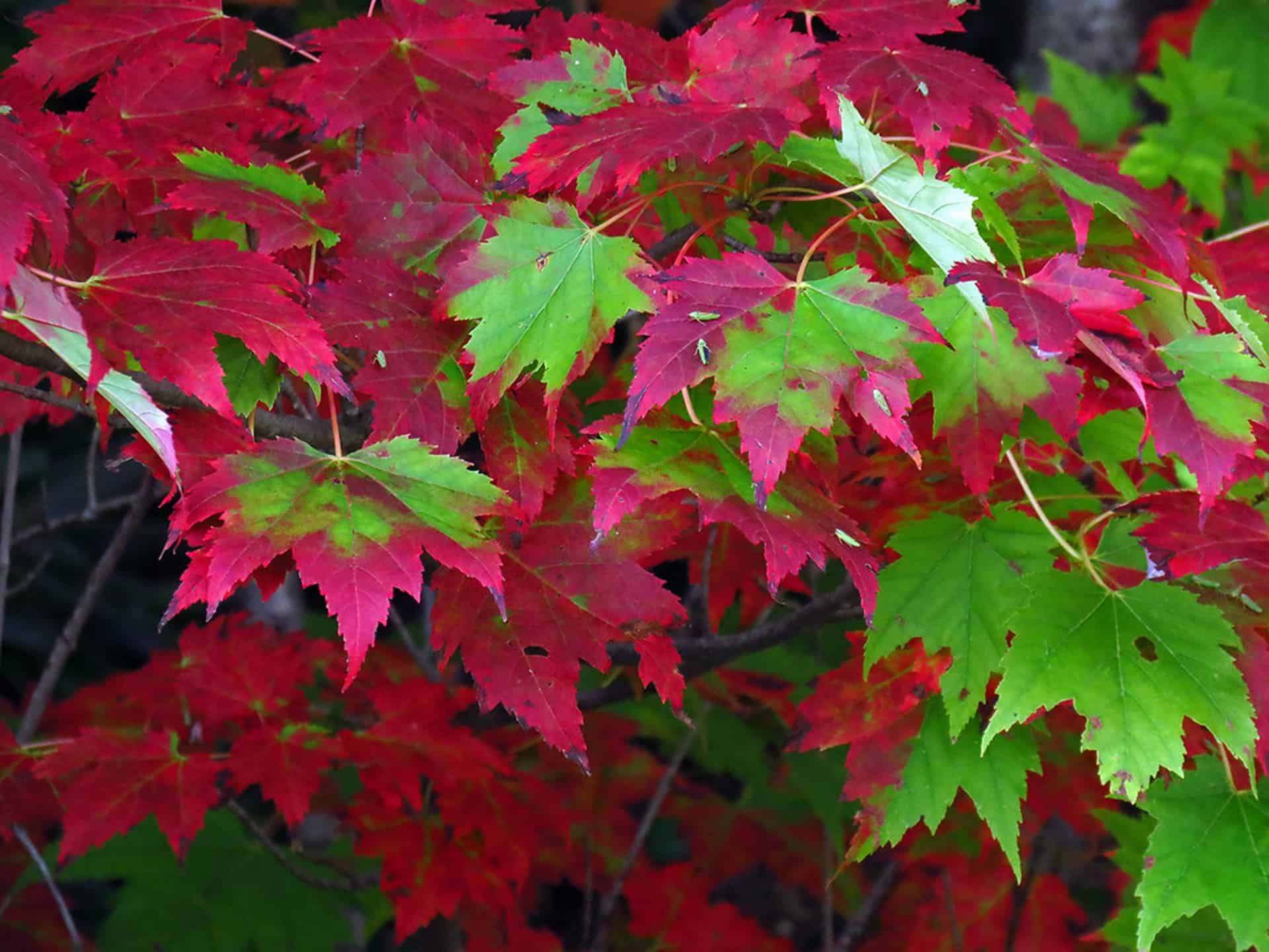 Growing Swamp Maple Trees | Plantly