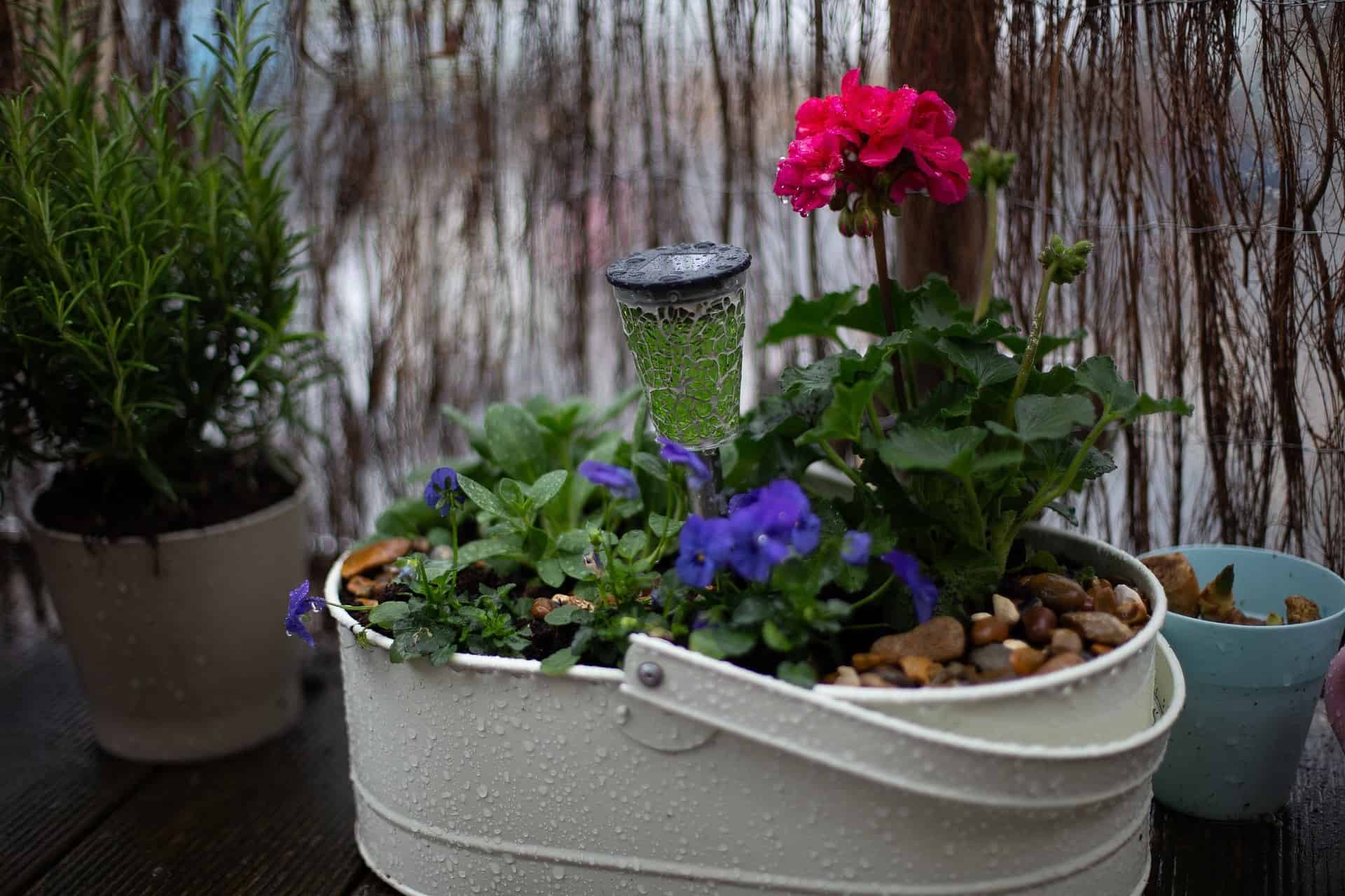 10 Spring Gardening Container Ideas | Plantly