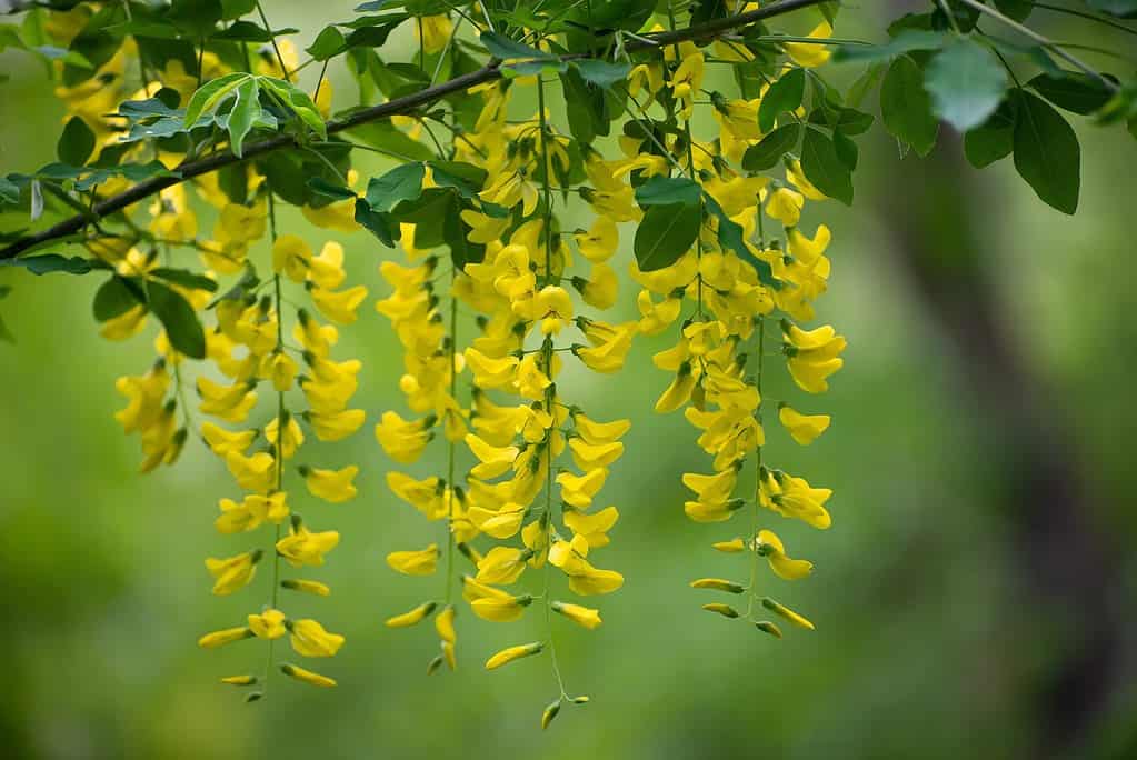 Best Small Flowering Trees For Your Garden | Plantly